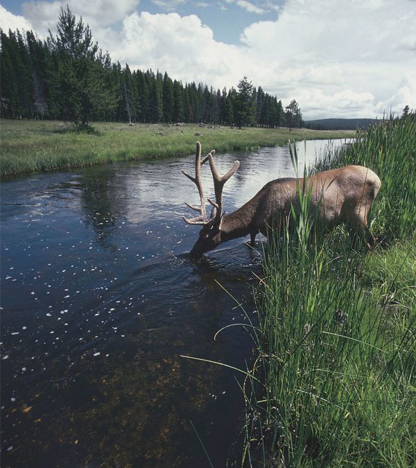 2400-600×675 | Ravalli County Fish & Wildlife Association